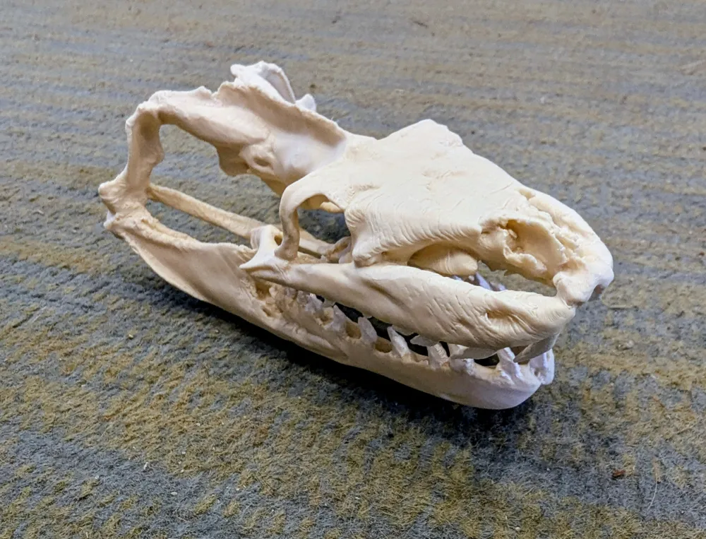 网纹蟒头骨 二次创作 - 来自 scwilcox8 MakerWorld：免费下载 3D 模型