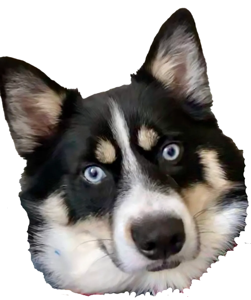 Cedric the Pomsky by Artwork by Colleen - MakerWorld