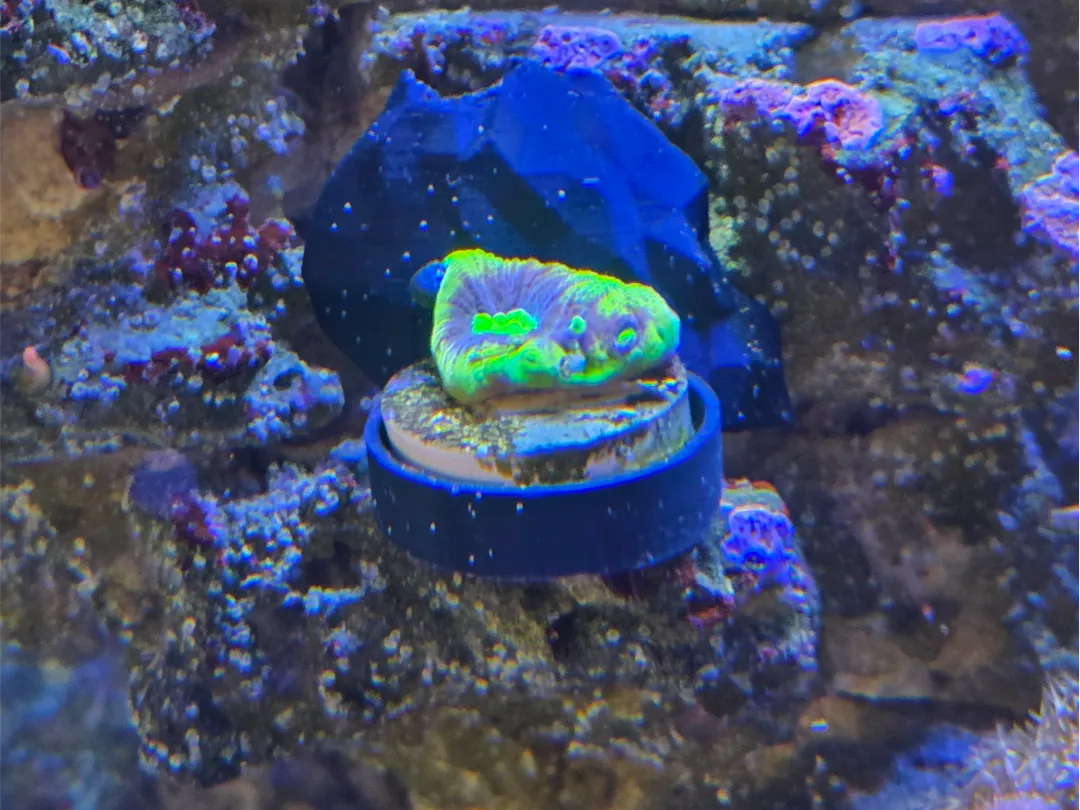 Plugue de coral com decoração de pedra - Modelo gratuito para impressão ...