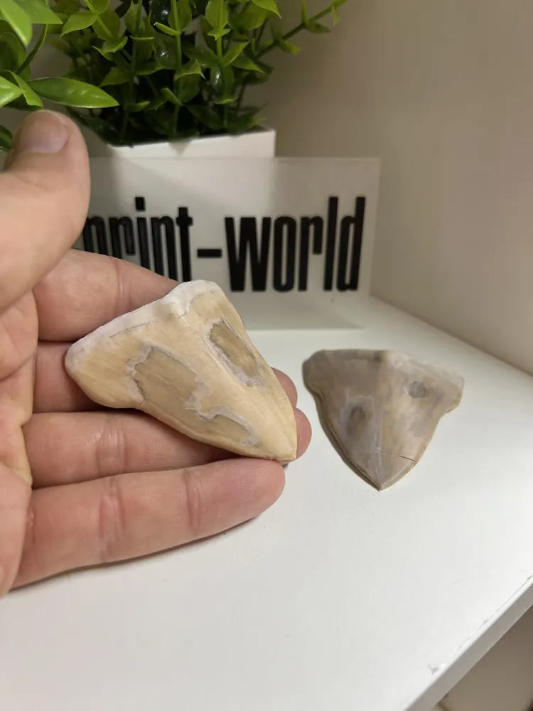 Realistic Life-Size Shark Tooth by 3D-Print-World MakerWorld: Download ...