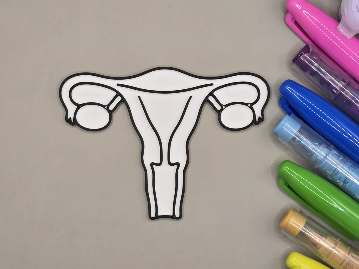 Uterus Anatomy Woman Coloring Craft - Free 3D Print Model - MakerWorld
