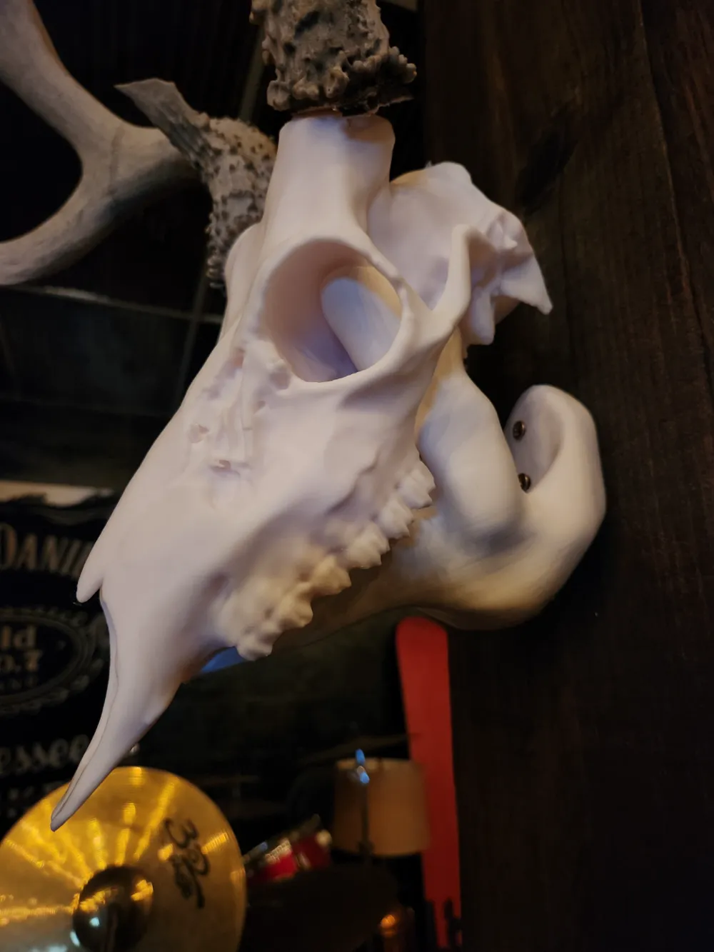 "Fallow" Deer Skull Antler Mount - Snap/Lock by dtm247 - MakerWorld