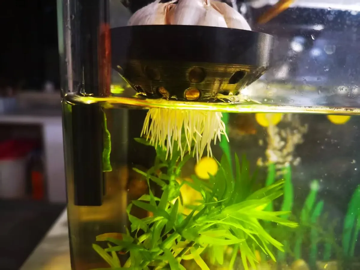 Fish Tank Hydroponic Garlic Rack - Free 3D Print Model - MakerWorld