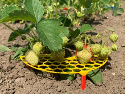 3D Printed Garden Models - MakerWorld