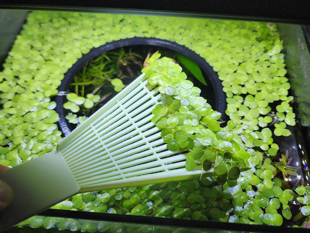 Duckweed Algae Scooper by GrawvyRobber MakerWorld: Download Free 3D Models