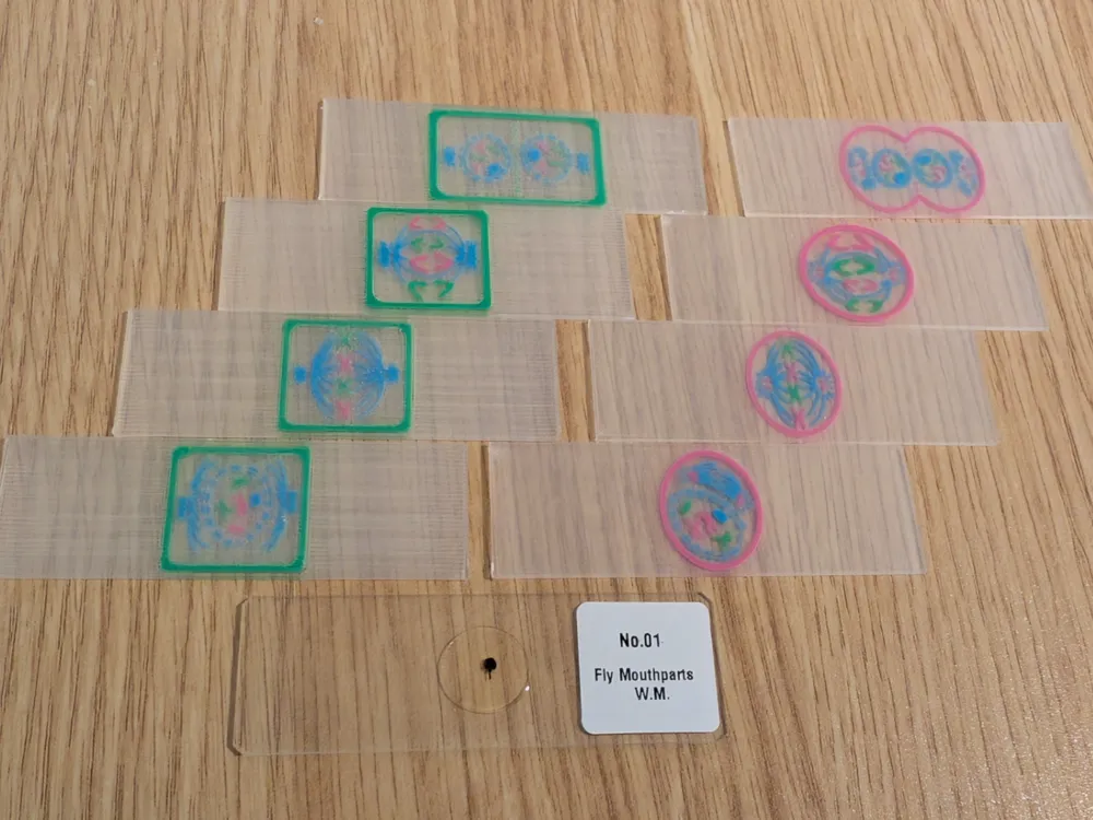 Plant & Animal Mitosis Slides - Free 3D Print Model - MakerWorld