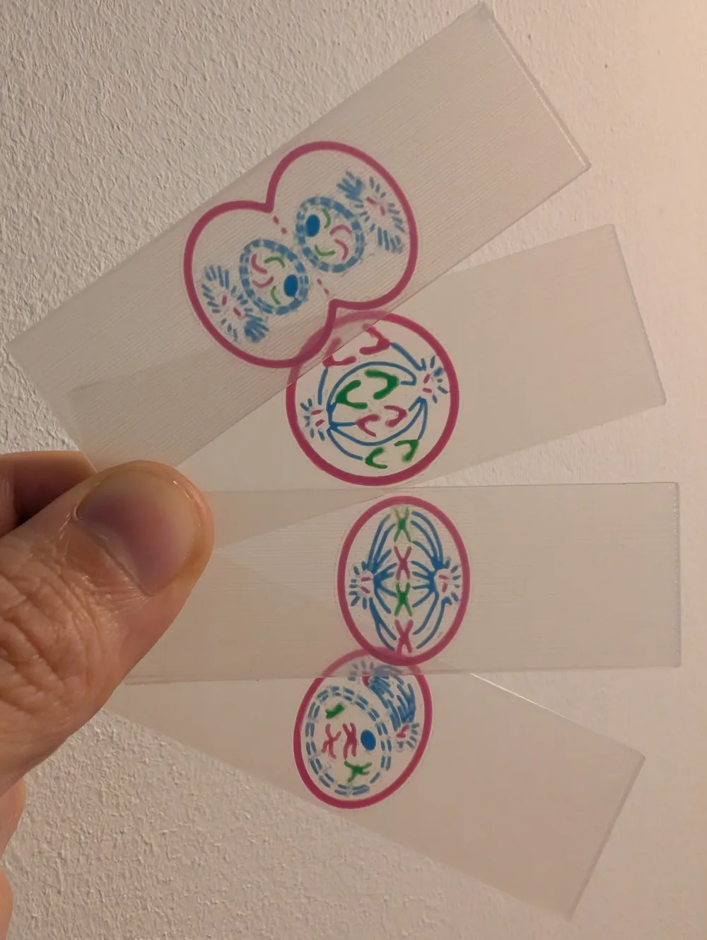 Plant & Animal Mitosis Slides - Free 3D Print Model - MakerWorld