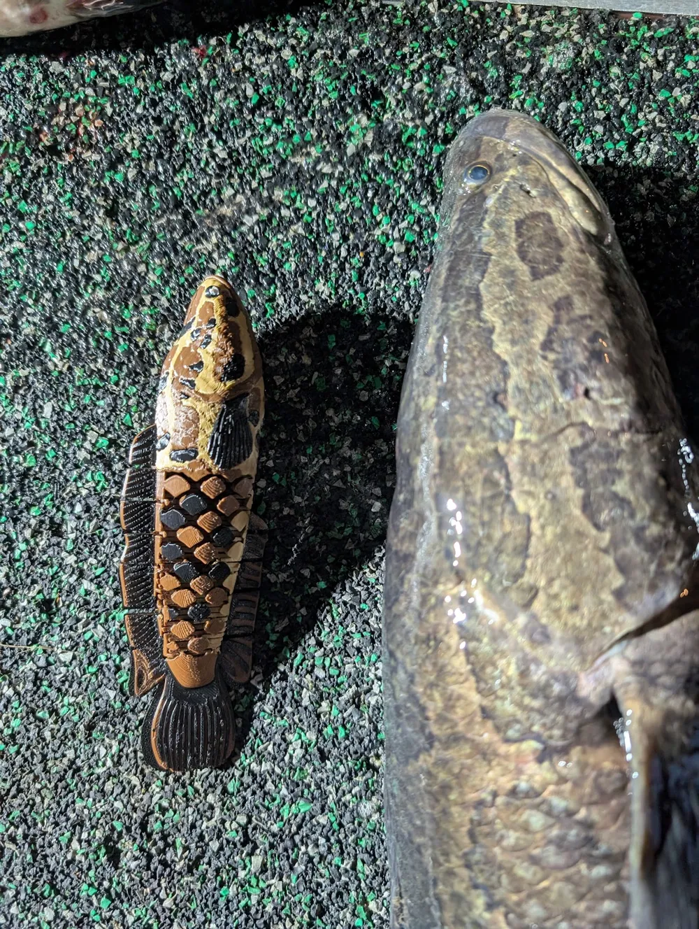 Flexi Northern Snakehead [Channa Argus] by Bruddz MakerWorld: Download ...