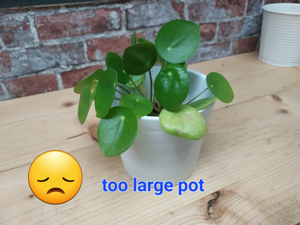 Inside Plant Pot Riser / Raiser / Elevator by DJL 3Designs - MakerWorld