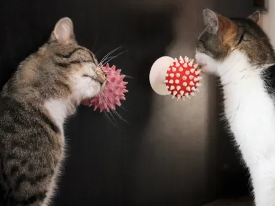 Spiky Mushroom Cat Self Scratcher Groomer by Johnny_Bit MakerWorld: Download Free 3D Models