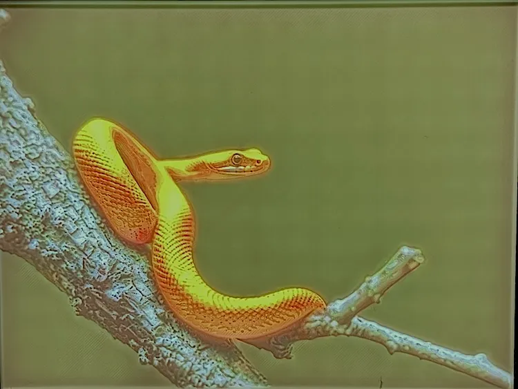 Yellow Snake Lithophane by GregR MakerWorld: Download Free 3D Models
