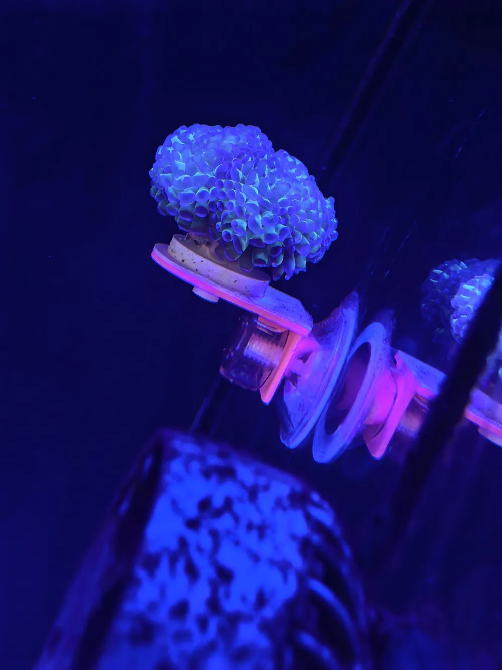 Coral Frag Rack single slot by user_3869883520 MakerWorld: Download ...