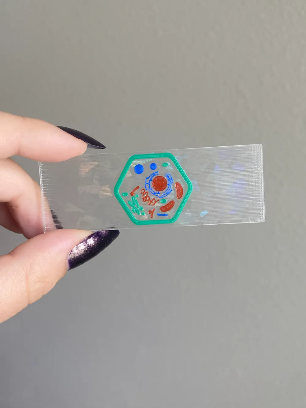 Animal and Plant Cell Printable Microscope Slides by val - MakerWorld