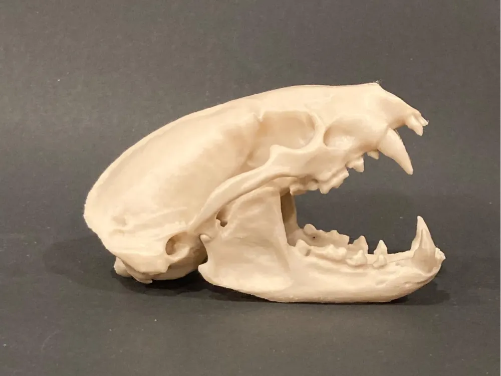 Badger Skull - Free 3D Print Model - MakerWorld