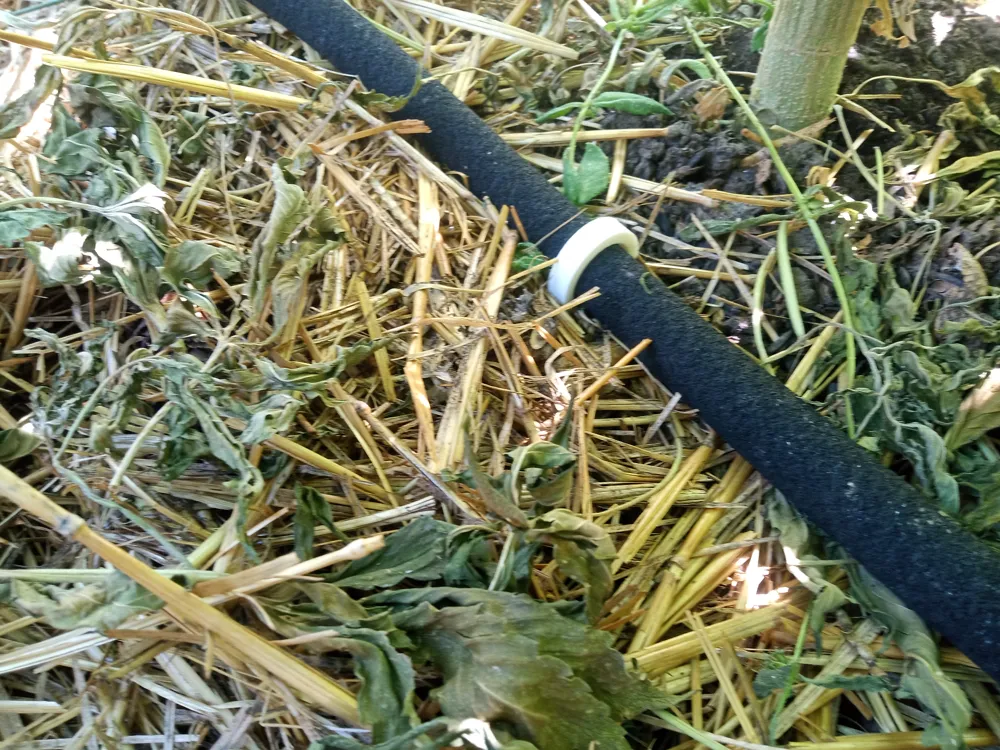 Drip Irigation Hose Holder Stake by Heat_creep - MakerWorld