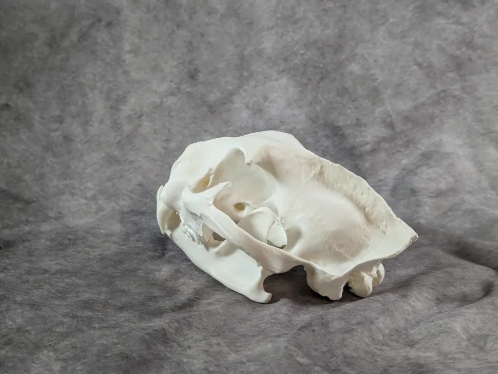 Mountain Lion Skull - Free 3D Print Model - MakerWorld