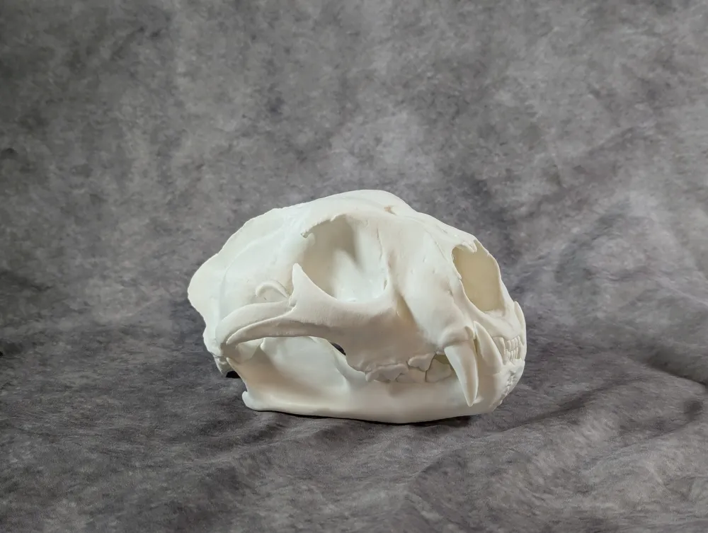 Mountain Lion Skull - Free 3D Print Model - MakerWorld