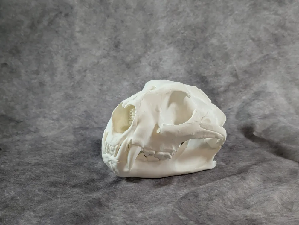 Mountain Lion Skull - Free 3D Print Model - MakerWorld
