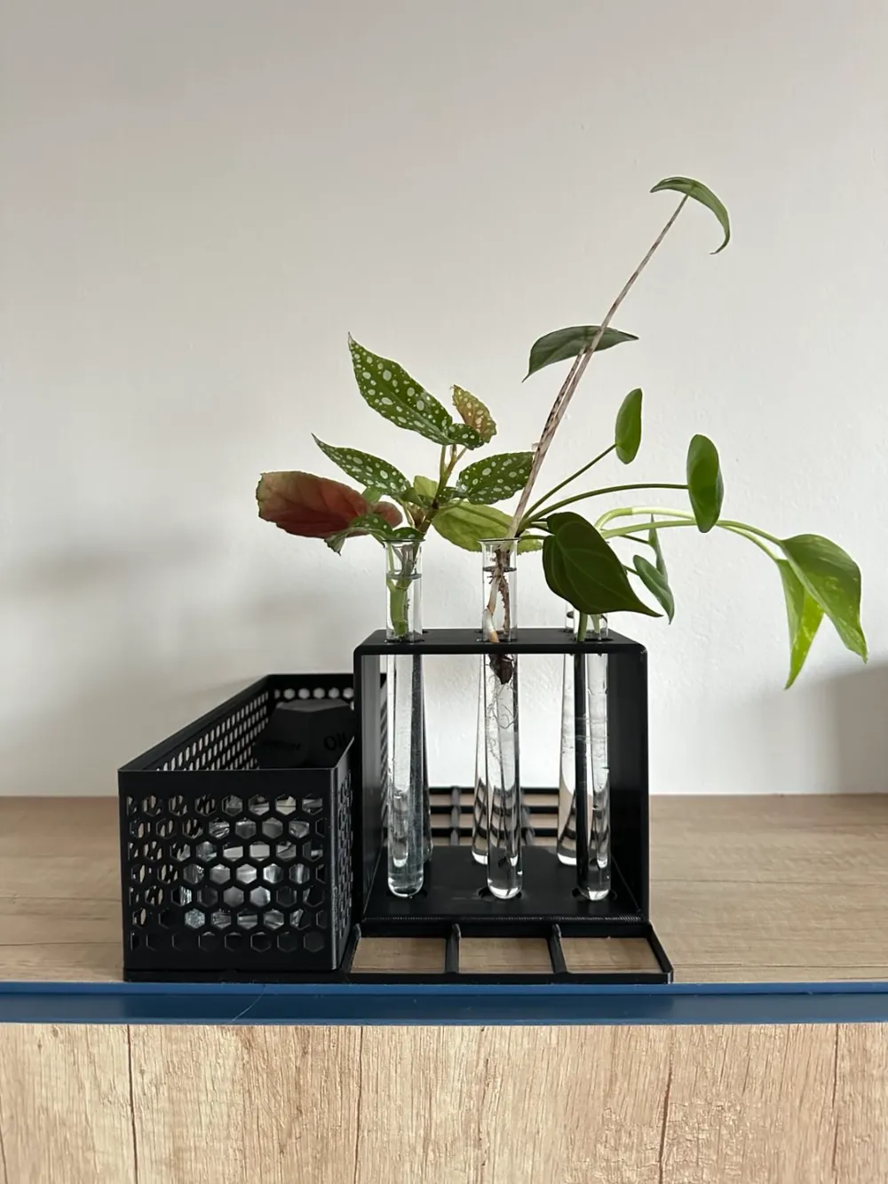 Gridfinity: Test Tube Holder for plant propagation - Free 3D Print ...