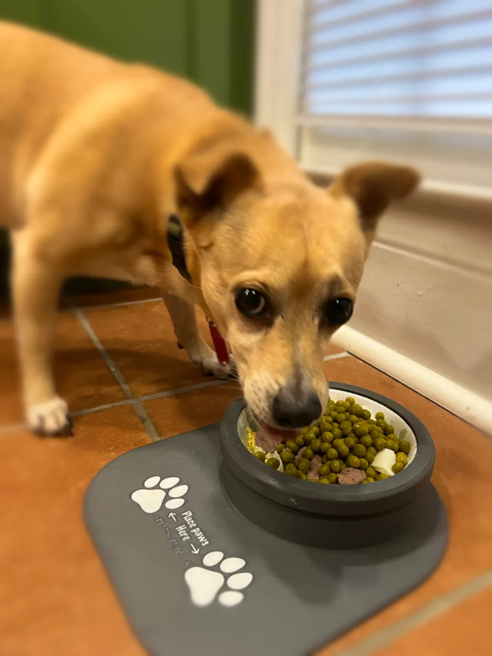 Dog/Cat Disposable Paper Bowl Holder by Tad Ghostal - MakerWorld