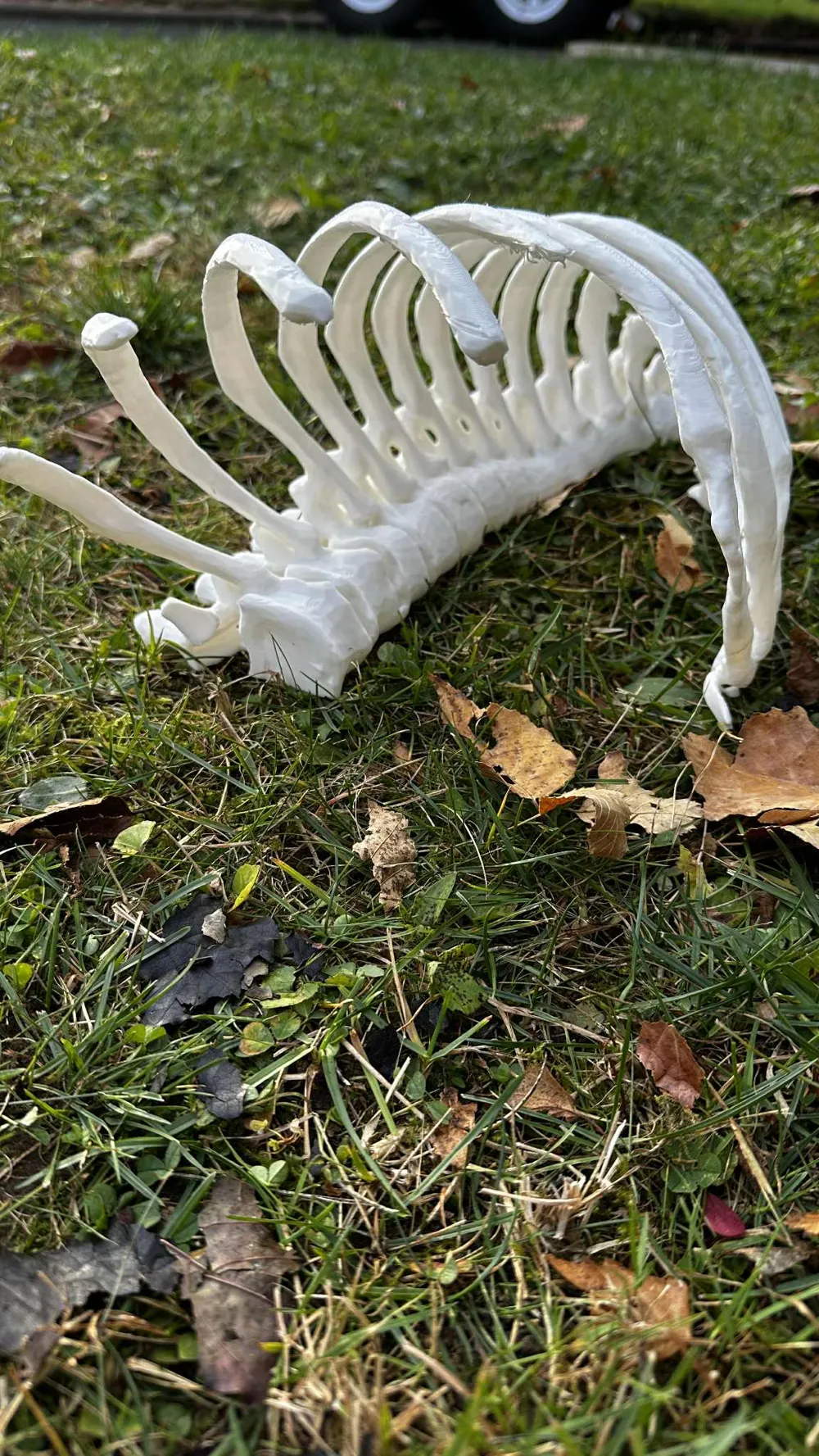 Halloween Brustkorb – Kostenloses 3D-Druckmodell – MakerWorld