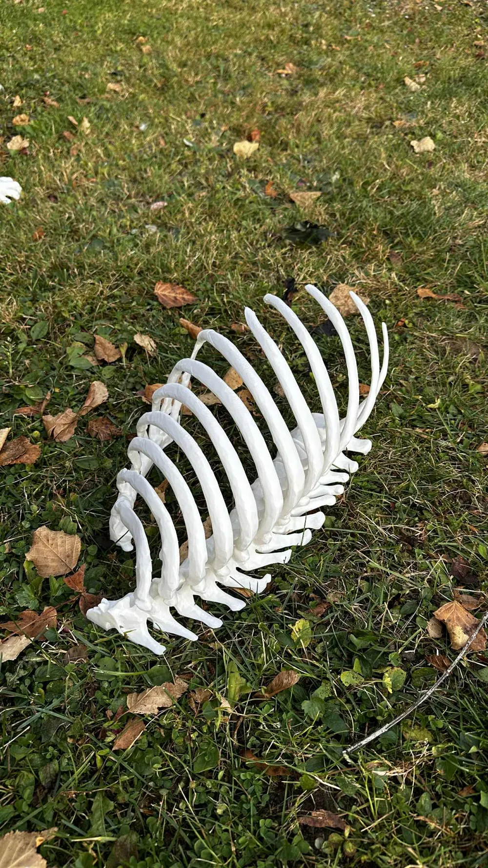 Halloween Ribs by Vincentbcd MakerWorld: Download Free 3D Models