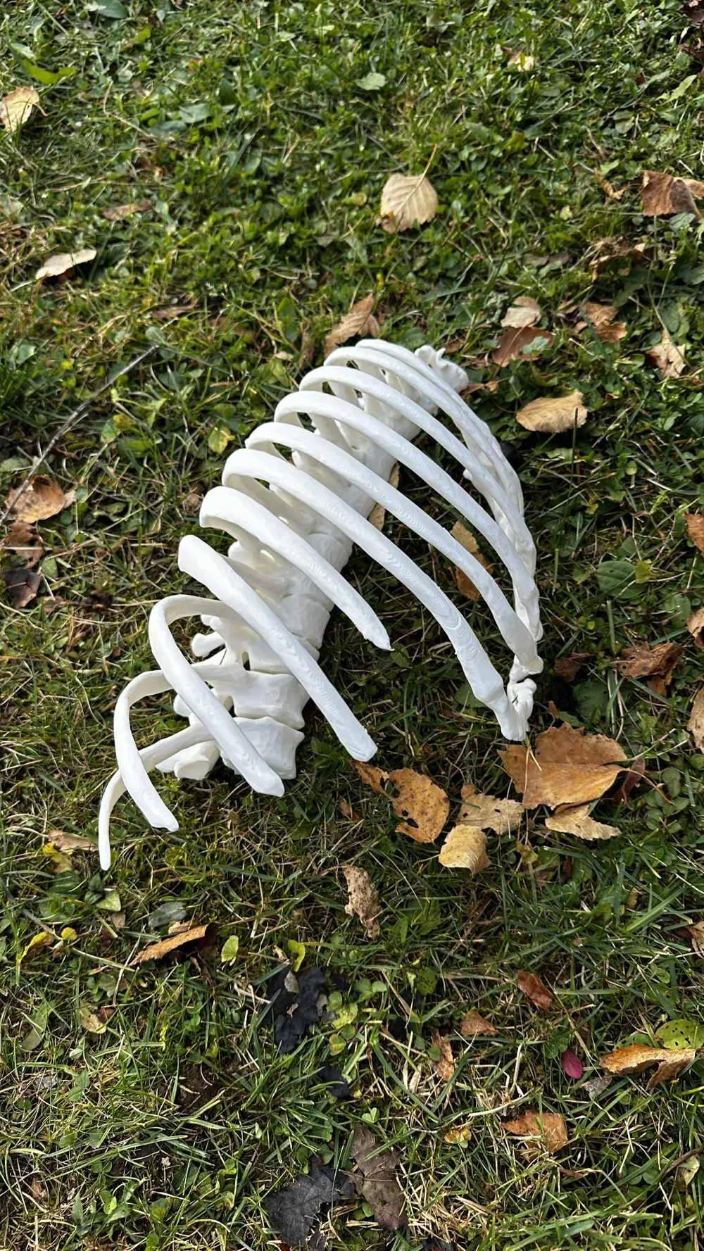 Halloween Ribs by Vincentbcd MakerWorld: Download Free 3D Models