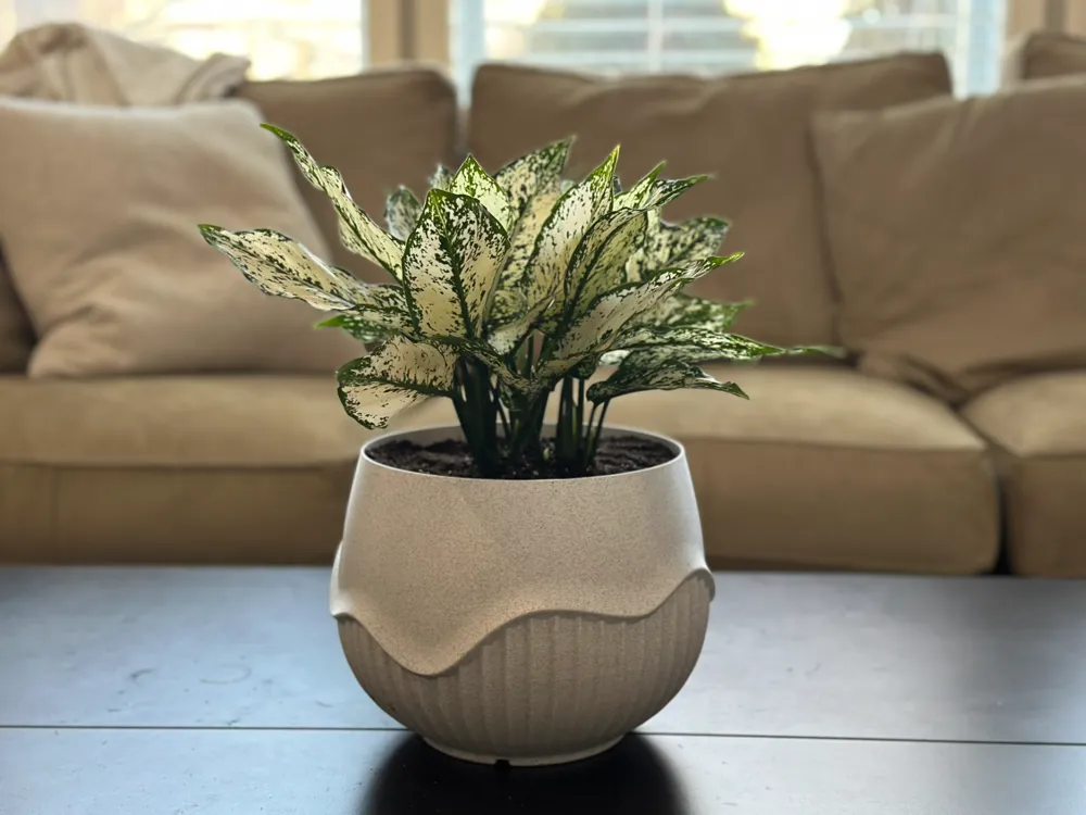 Large Wavy Plant Pot - 8-Inch - 1/2/3 colors by LNL3D - MakerWorld