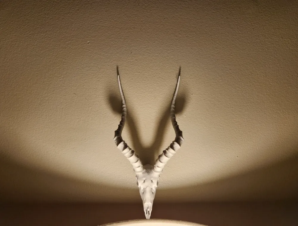 "Impala" Antelope Skull by dtm247MakerWorld: Download Free 3D Models