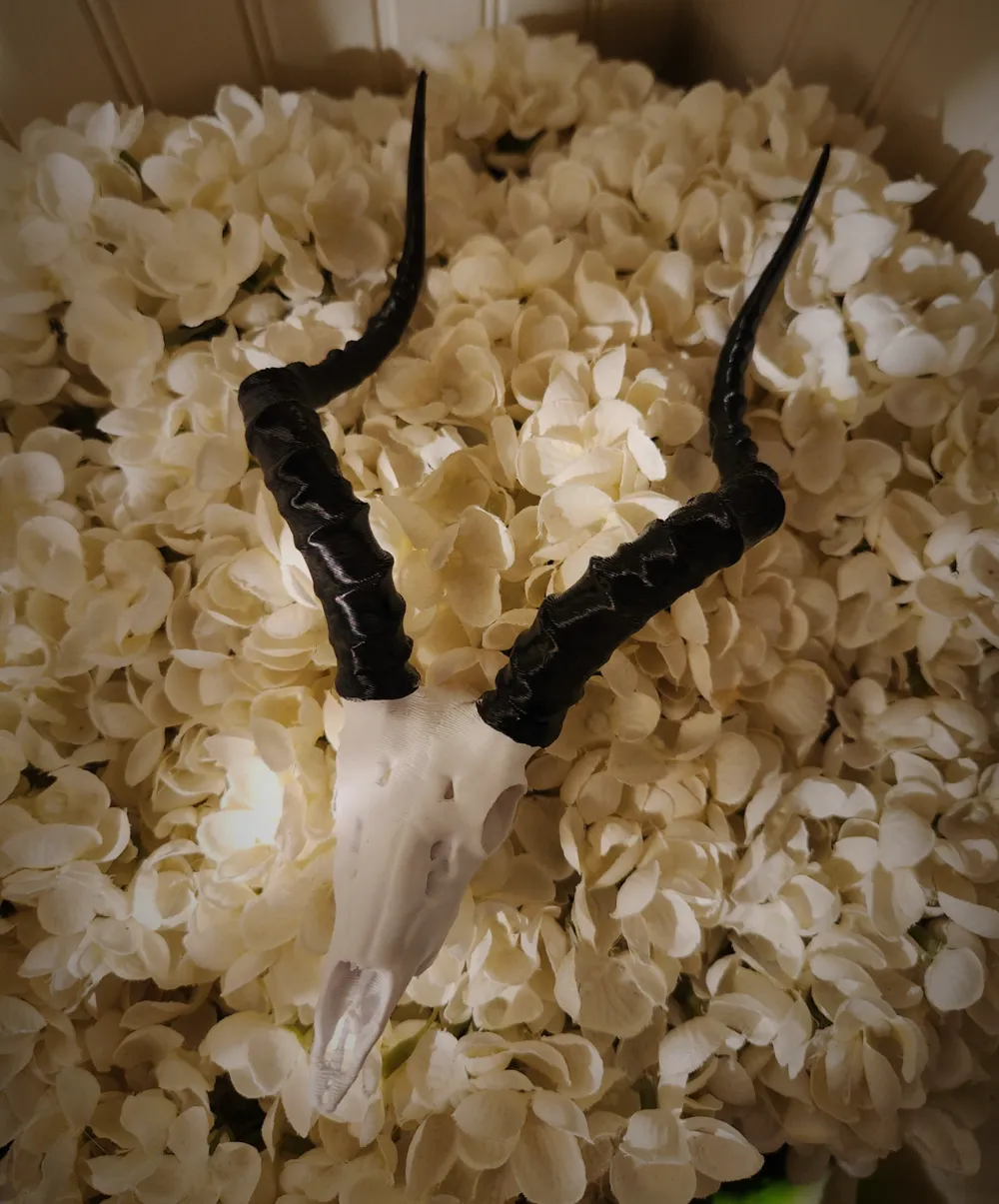 "Impala" Antelope Skull by dtm247 - MakerWorld
