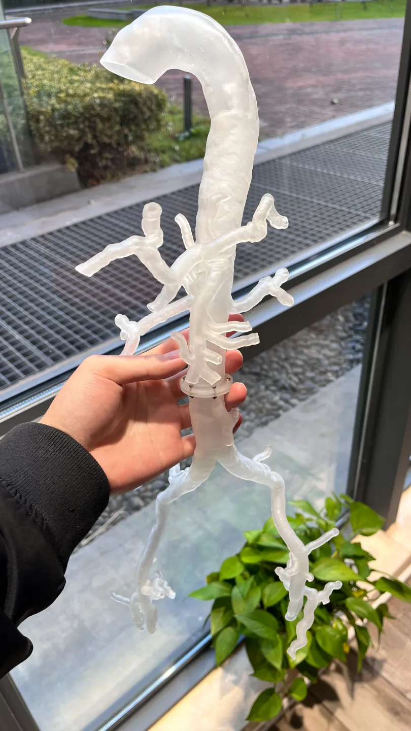 Arterial Vascular Medical Model by Zoom - MakerWorld