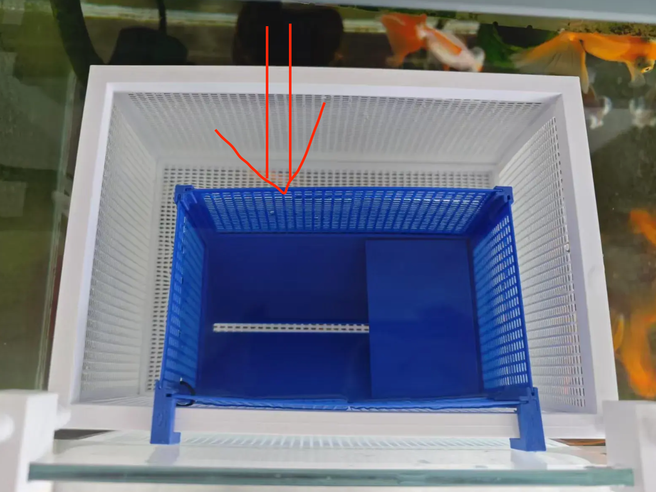 Fish Breeding Box Isolation Box Maternity Box by chongspider MakerWorld ...