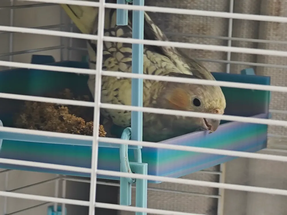 Pet Parrot Cage Rest Platform [Bird rest rack] by user_643328231 ...