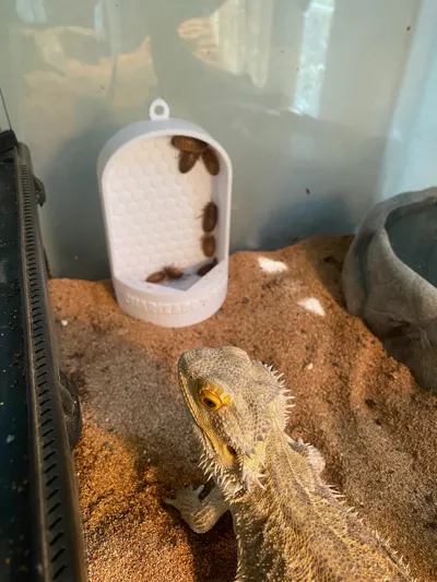 Bug Muncher - Reptile Feeder by Ninjake 3Designs MakerWorld: Download ...