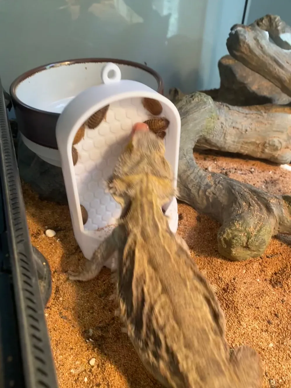 Bug Muncher - Reptile Feeder - Free 3D Print Model - MakerWorld