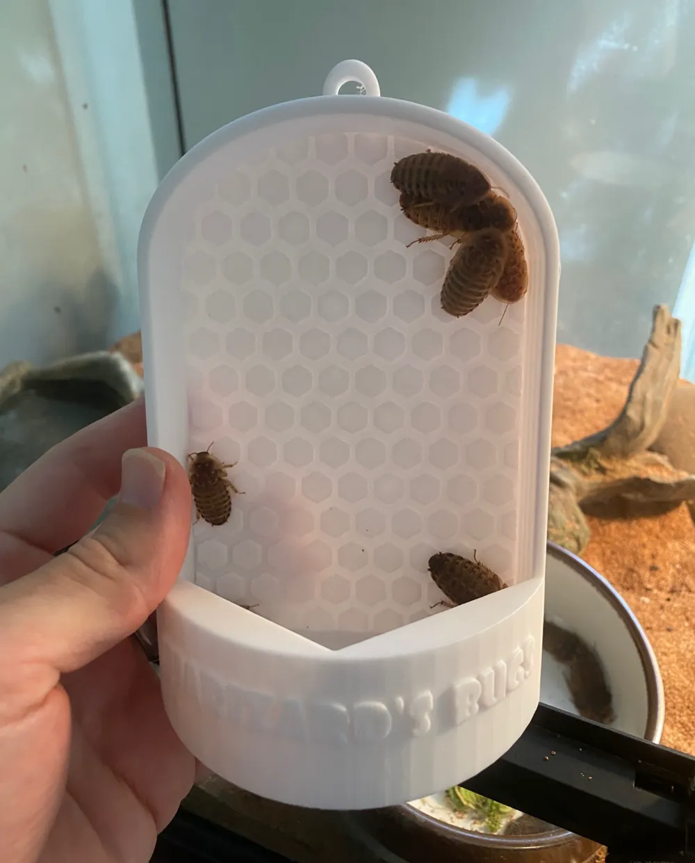 Bug Muncher - Reptile Feeder - Free 3D Print Model - MakerWorld