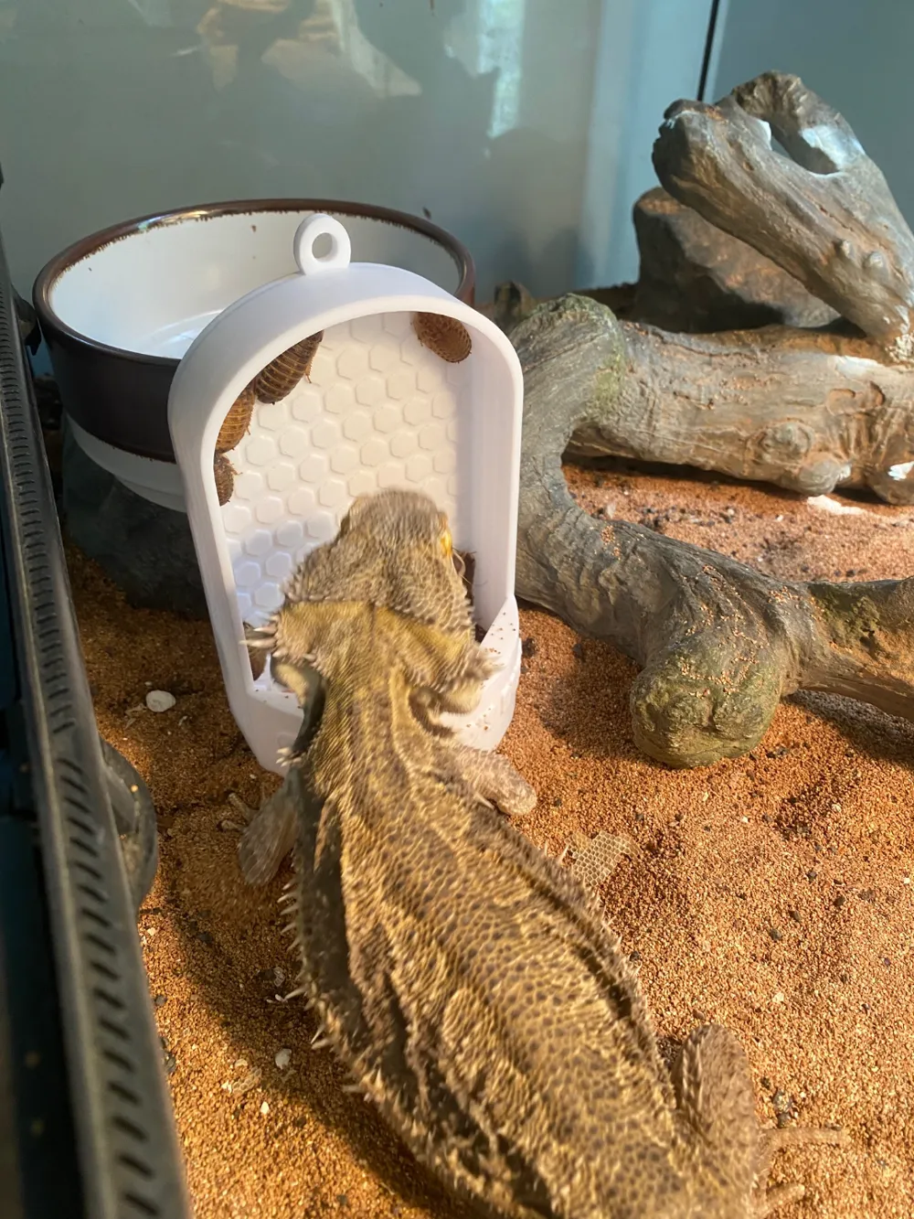 Bug Muncher - Reptile Feeder - Free 3D Print Model - MakerWorld