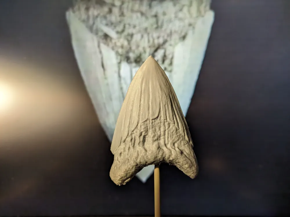 1:1 Scale Megalodon Fossil Tooth - Free 3D Print Model - MakerWorld