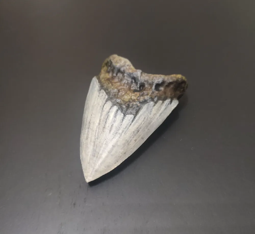 1:1 Scale Megalodon Fossil Tooth - Free 3D Print Model - MakerWorld