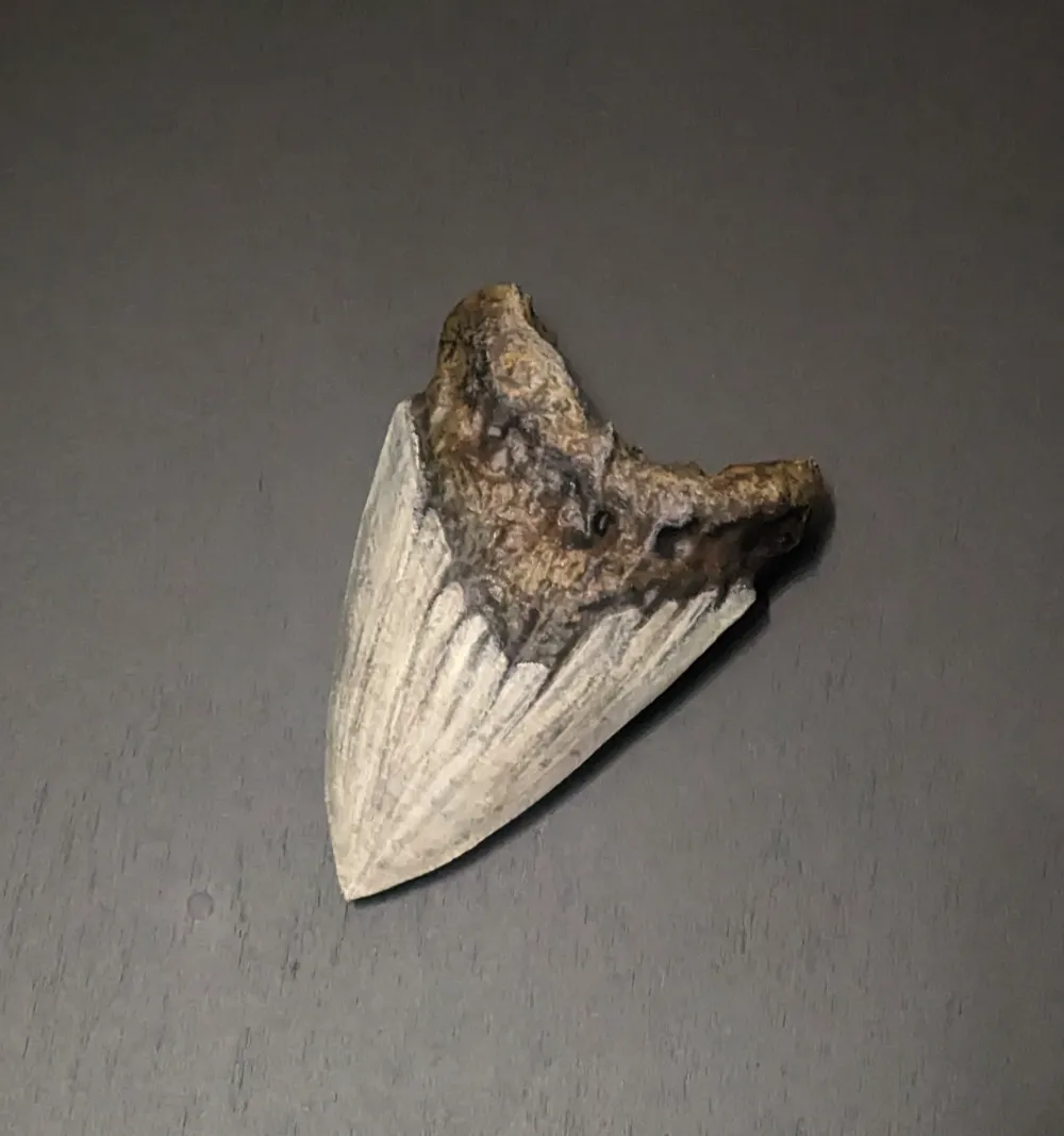 1:1 Scale Megalodon Fossil Tooth - Free 3D Print Model - MakerWorld