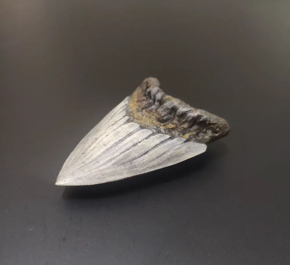1:1 Scale Megalodon Fossil Tooth - Free 3D Print Model - MakerWorld