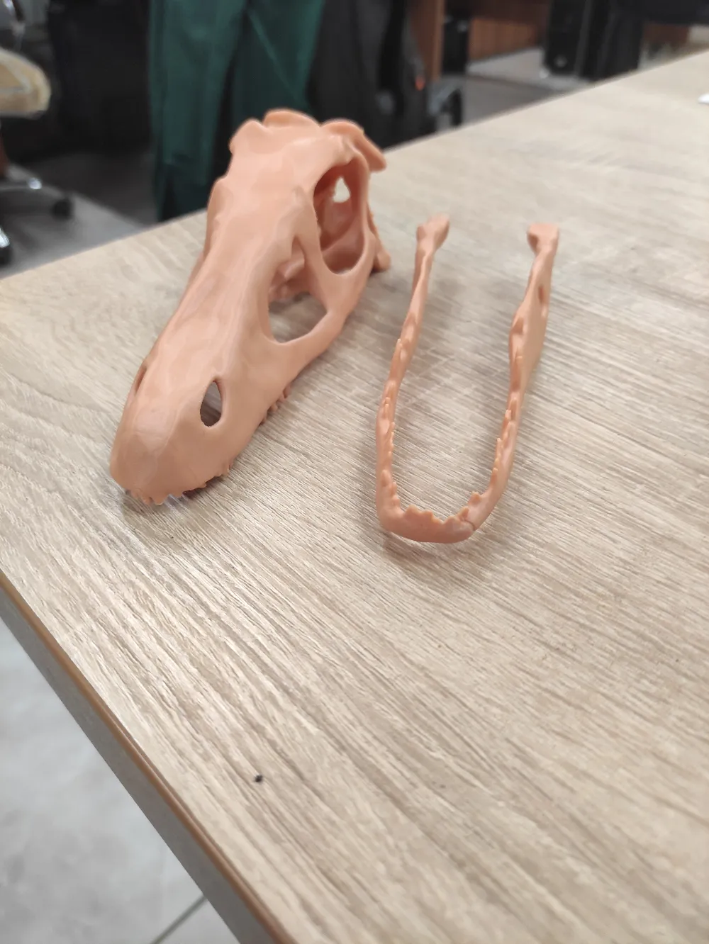 velociraptor skull by Rogue88 MakerWorld: Download Free 3D Models