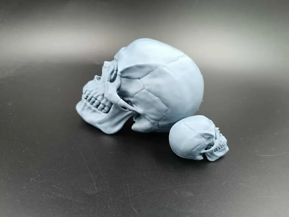 Anatomical Human Skull – Realistic - Free 3D Print Model - MakerWorld