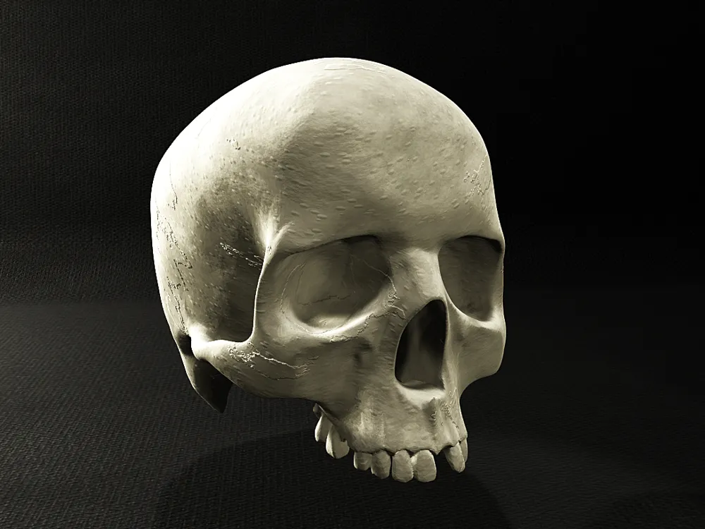 Human Skull - Free 3D Print Model - MakerWorld