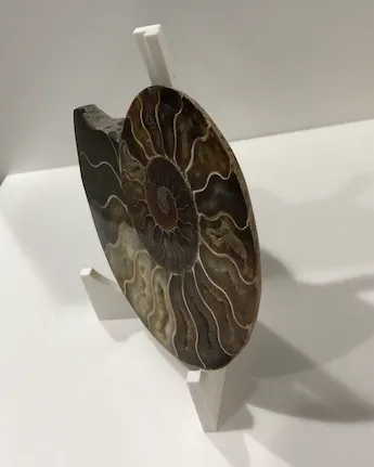 Fossilized Ammonite Stand by Velociraptor 123MakerWorld: Download Free ...