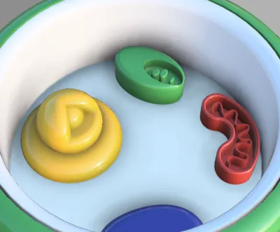 Plant Cell Model by ZacharyA1PrintingMakerWorld: Download Free 3D Models