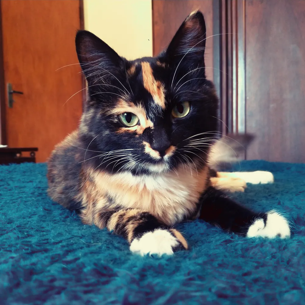 Cat - Free 3D Print Model - MakerWorld