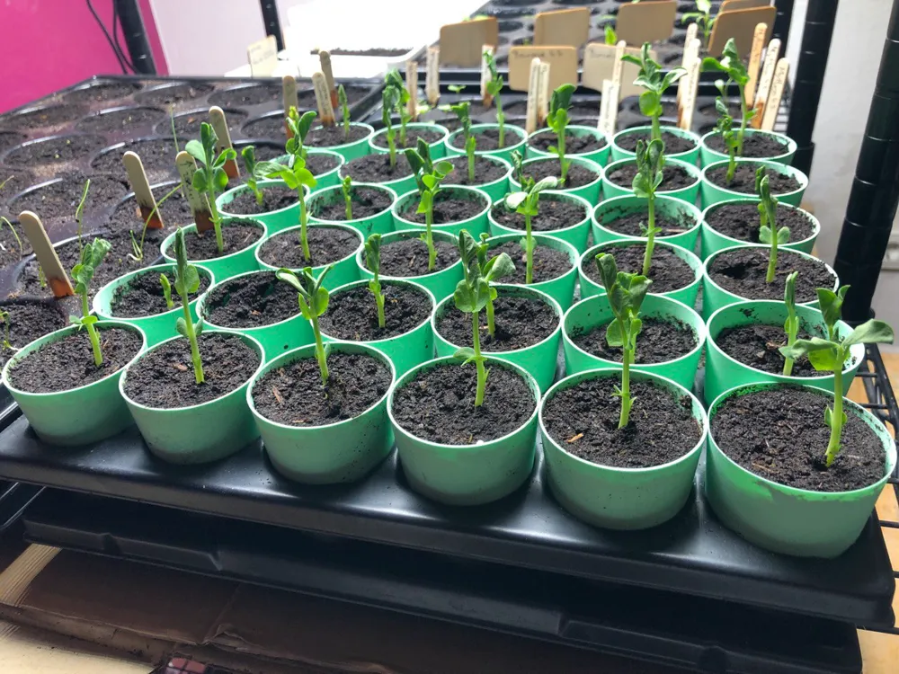 Quickpot 54R pot inlay - MakerWorld 3D Model | 3Drop