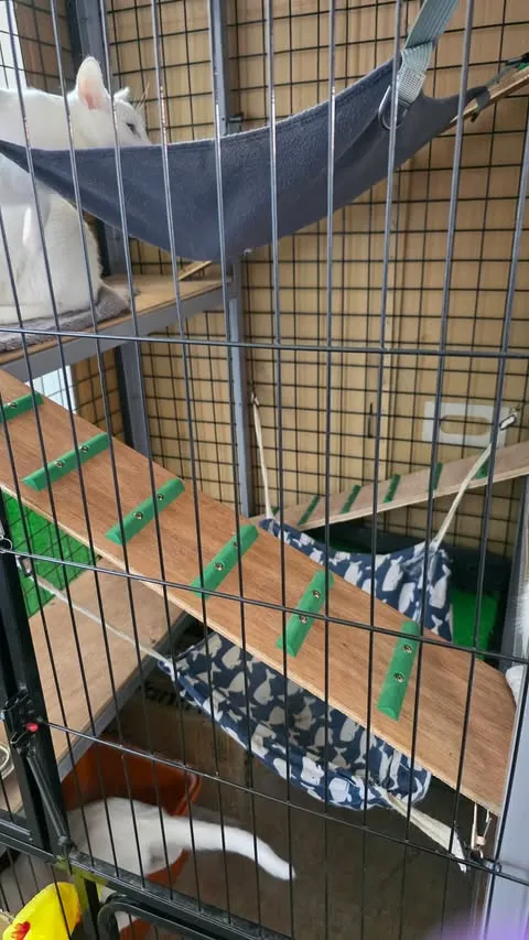 Cat Climbing Aid Block - Free 3D Print Model - MakerWorld