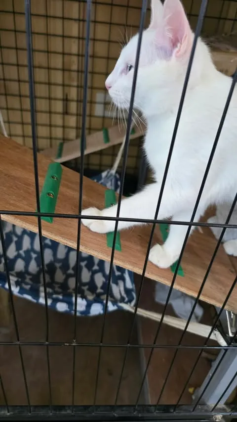 Cat Climbing Aid Block - Free 3D Print Model - MakerWorld